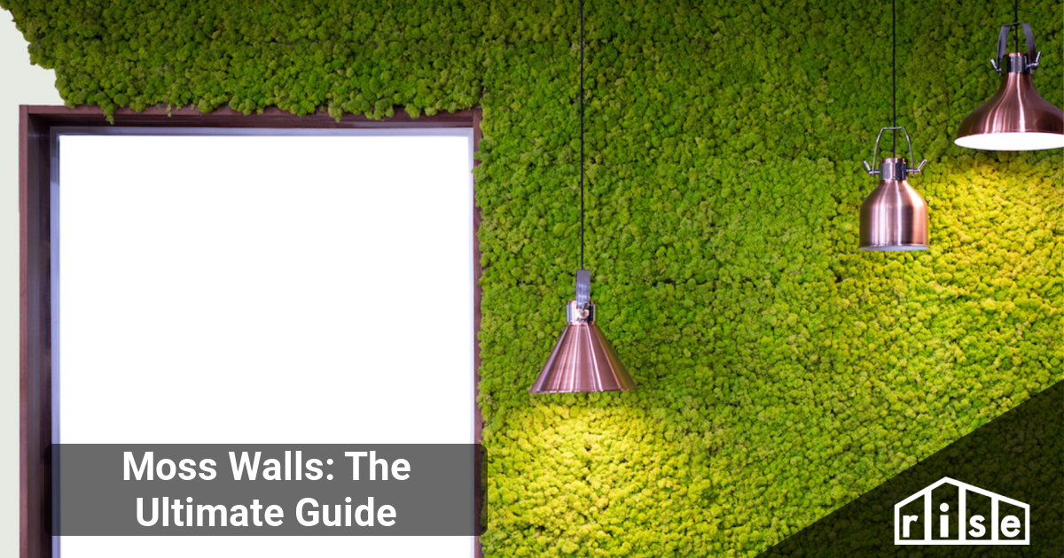 Moss Walls: The Ultimate Guide