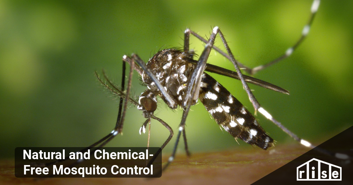 Natural and Chemical-Free Mosquito Control