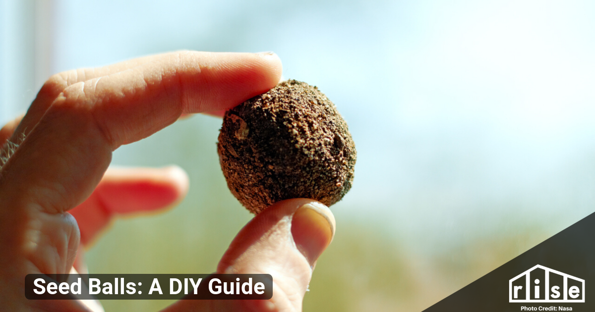 Seed Balls: A DIY Guide