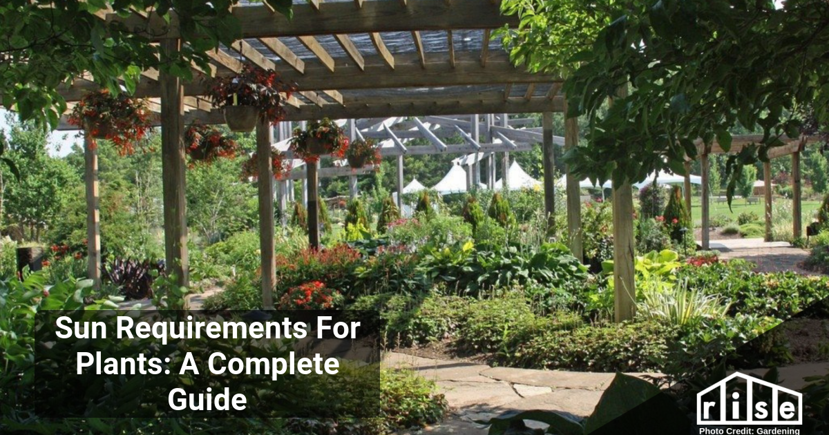 Sun Requirements For Plants: A Complete Guide