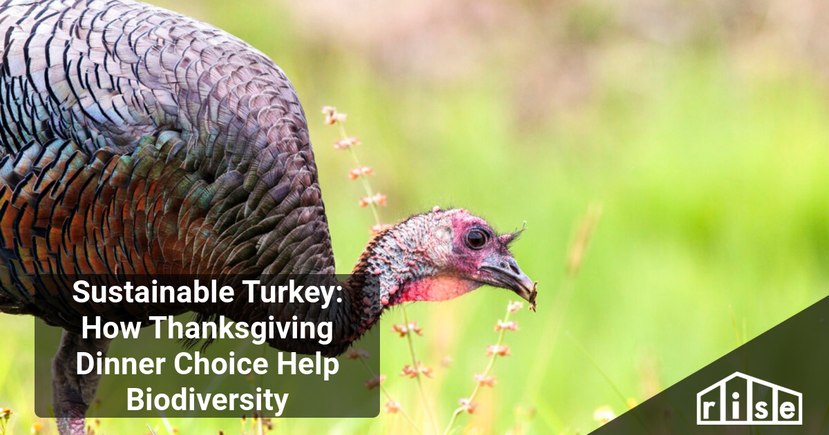Sustainable Turkey: How Thanksgiving Dinner Choice Help Biodiversity
