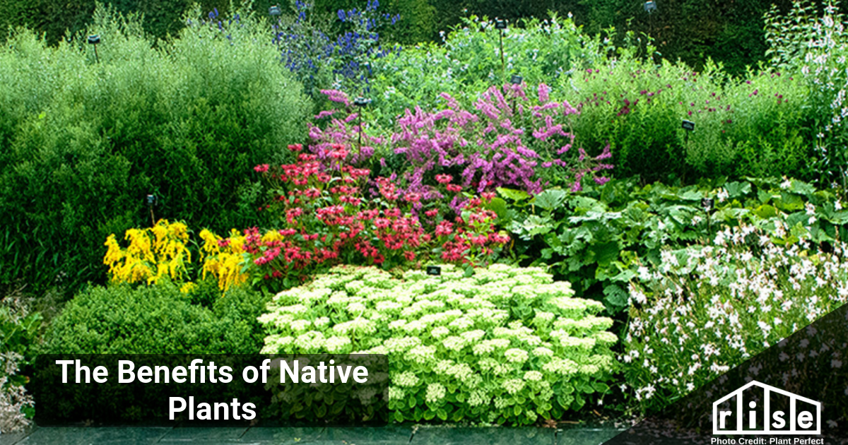 The Benefits of Native Plants