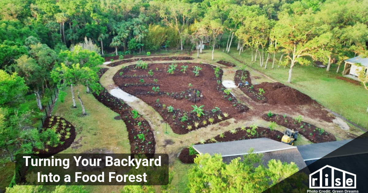 Turning Your Backyard Into a Food Forest