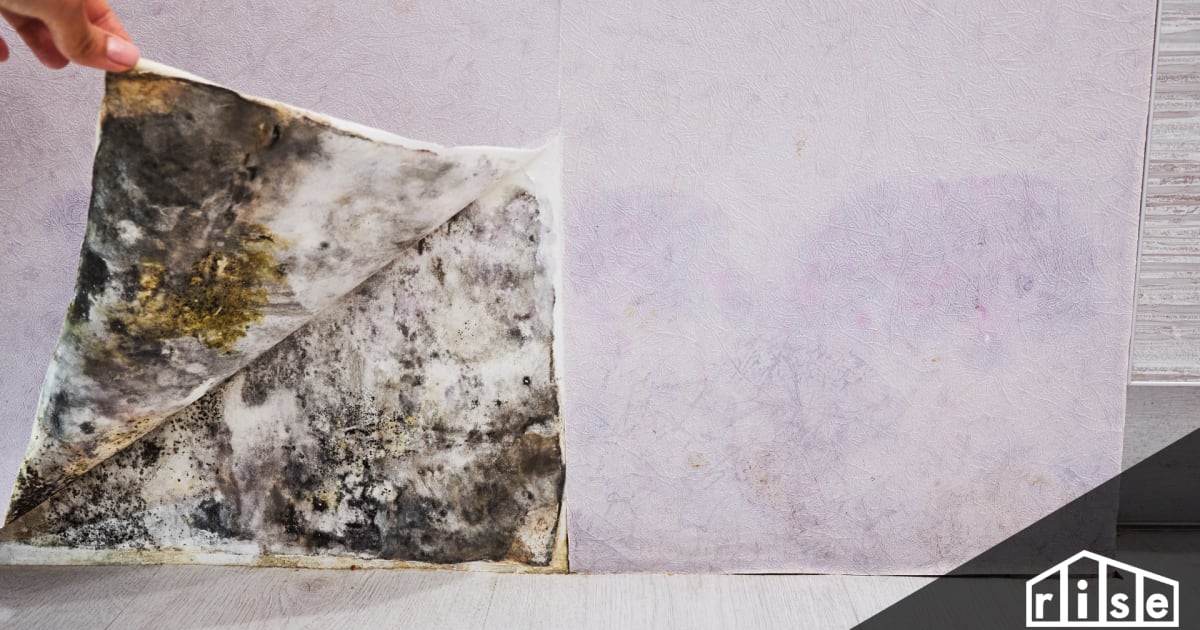 Mold Remediation: The Ultimate Guide