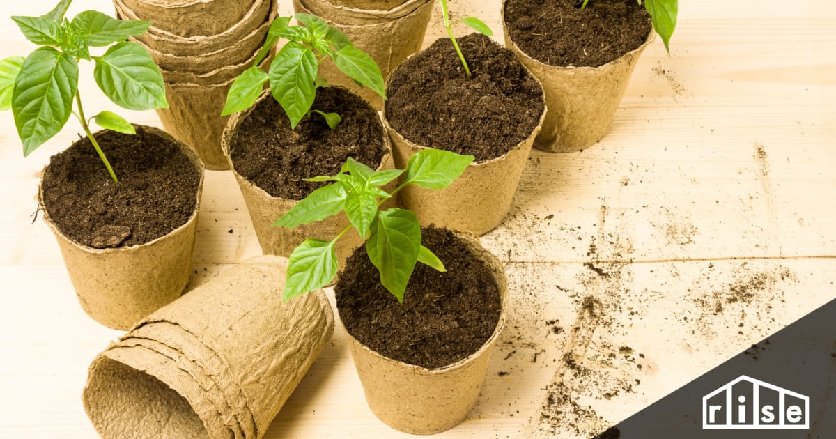 Growing a Garden: Managing Seedlings