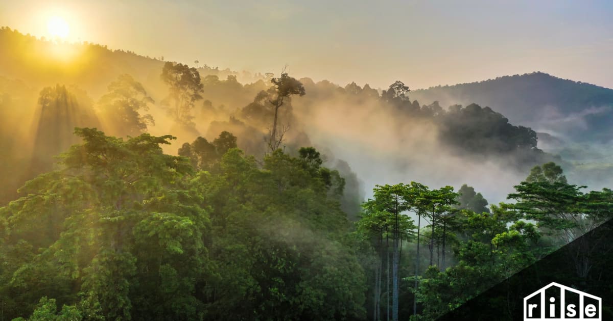 Trees: A Tool to Fight Climate Change