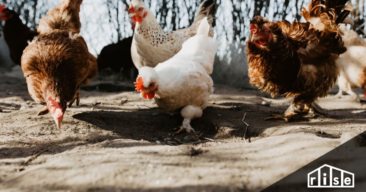 Small Livestock Options for Small Spaces