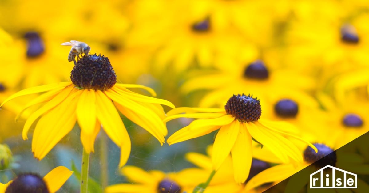 What Is a Bee Lawn and How to Care for It?