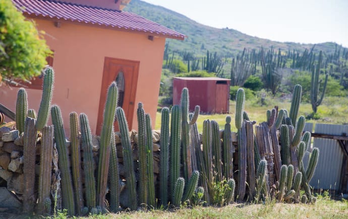 Living Fences for Every Backyard