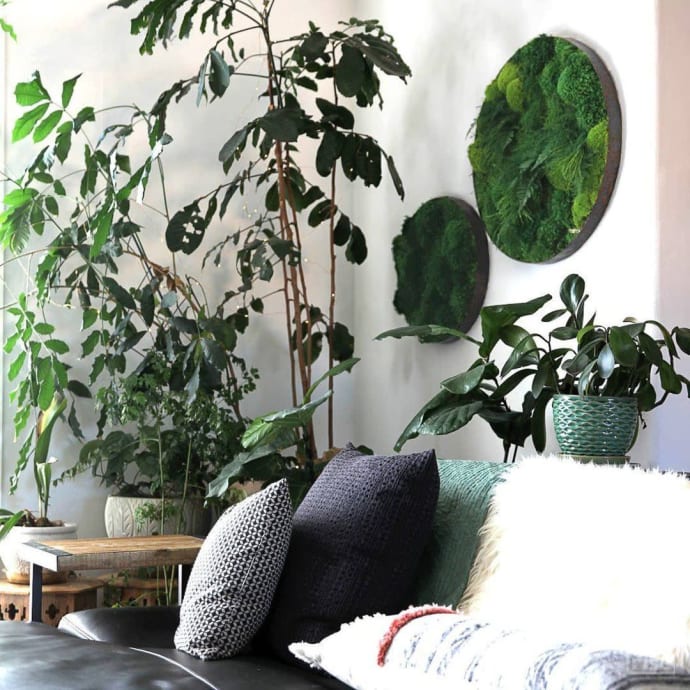 Moss Walls: The Ultimate Guide