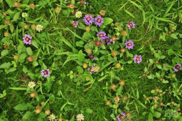 What Is a Bee Lawn and How to Care for It?