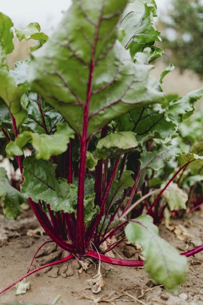 Growing a Garden: Harvesting