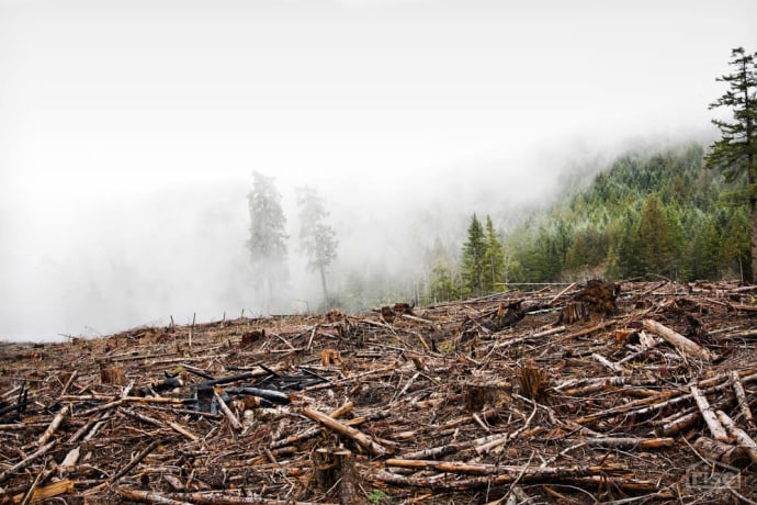 Trees: A Tool to Fight Climate Change