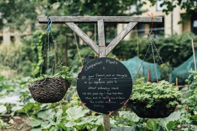 Growing a Garden: Mature Plants