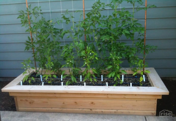 Vertical Gardening at Home: What You Need To Know