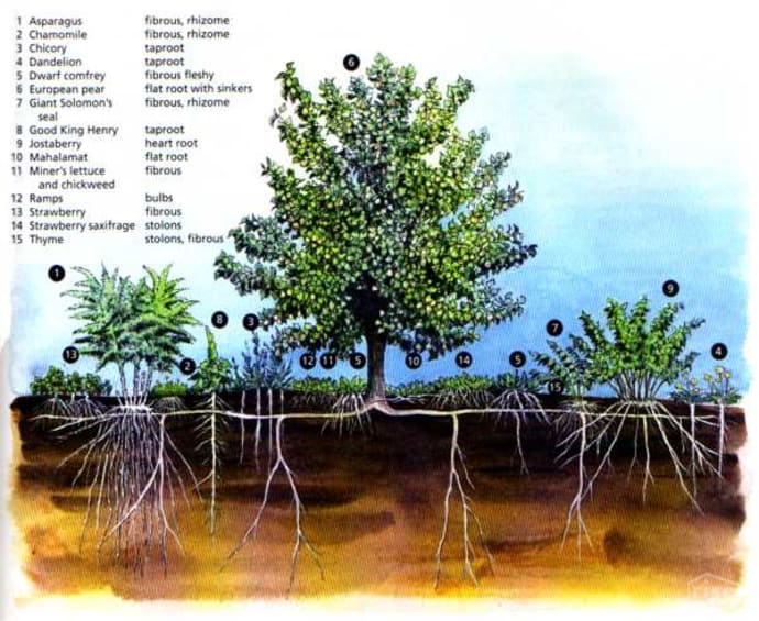 Fruit Tree Guilds for Your Backyard's Resilience