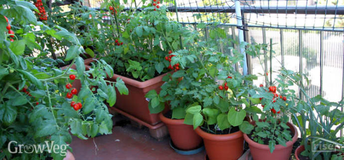No Yard? Try Balcony Gardening