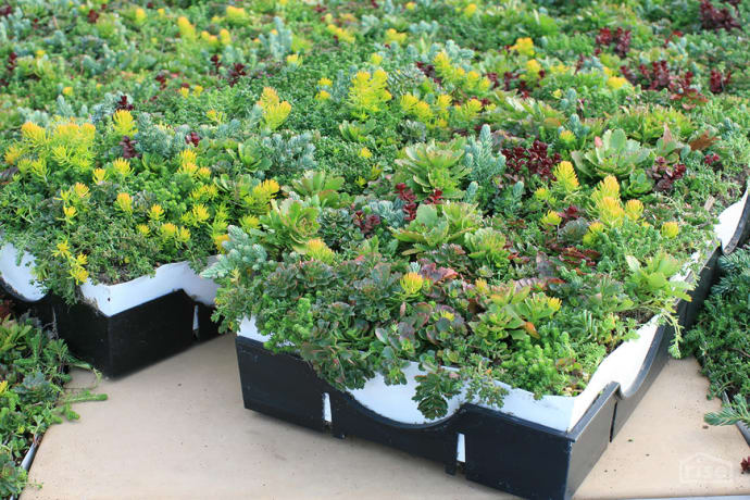 Green Roof Guide - Pros, Cons & Cost