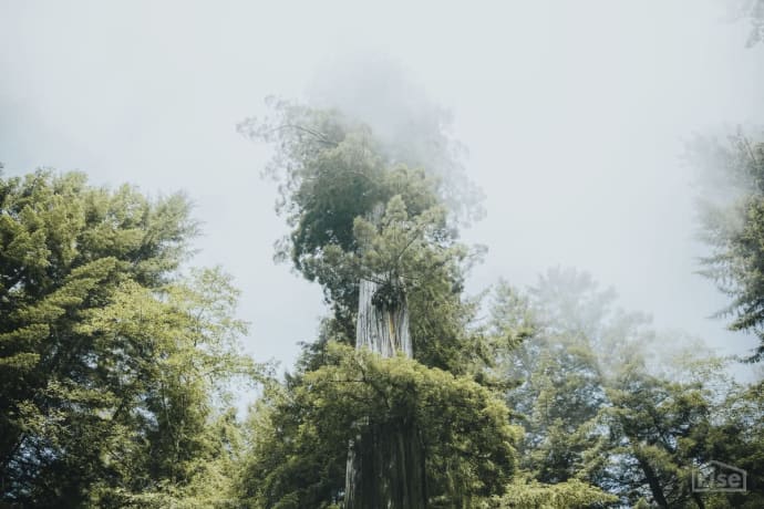 Your Guide to the Most Durable Wood Species for Outdoor Use