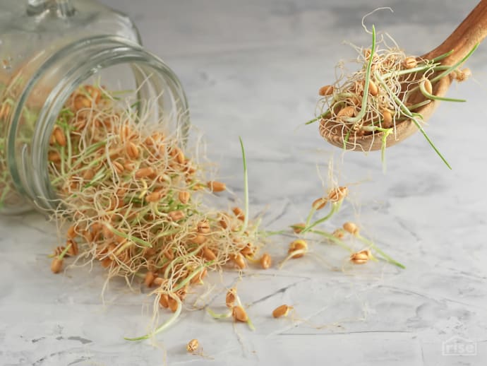 Indoor Gardening: Microgreens, Vegetables, Fruit, and Herbs