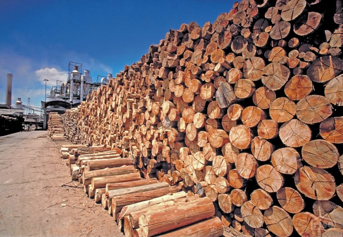 Engineered Wood and How It Differs From Solid Wood