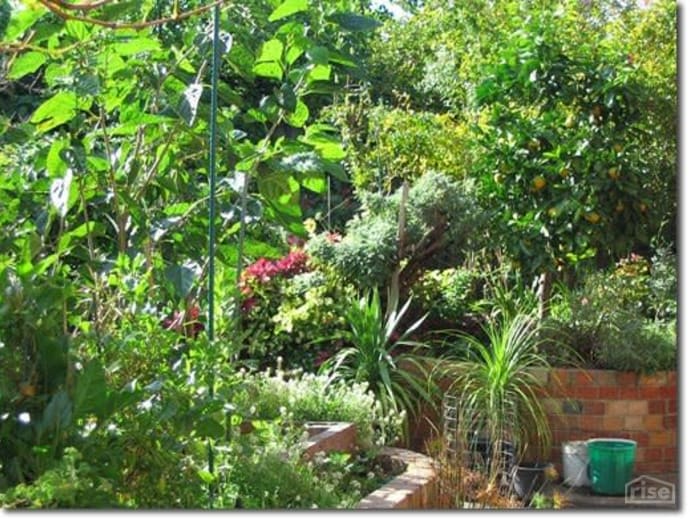 Turning Your Backyard Into a Food Forest