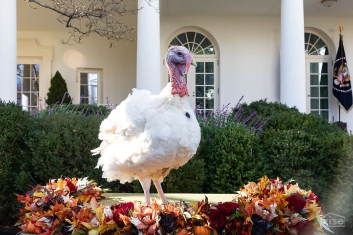 Sustainable Turkey: How Thanksgiving Dinner Choice Help Biodiversity
