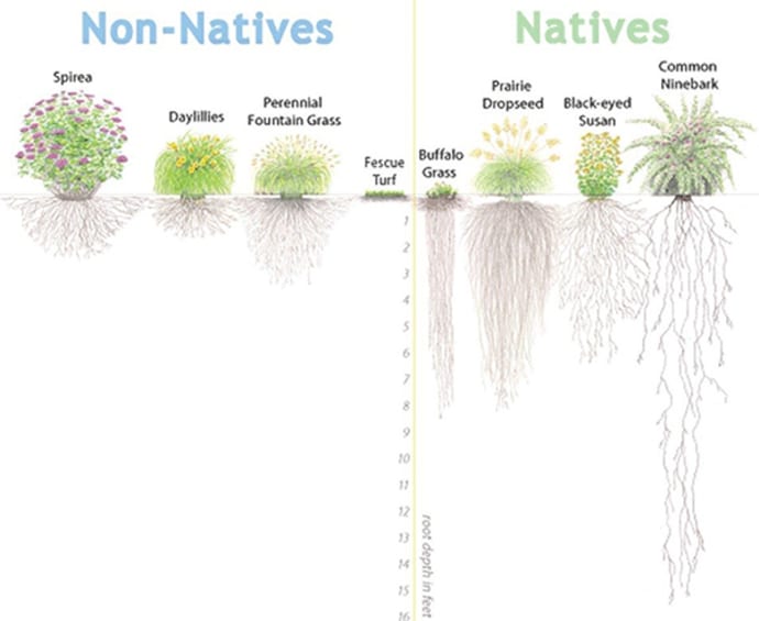 The Benefits of Native Plants