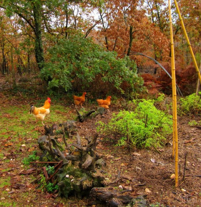 Five Benefits of a Permaculture Design for Your Home