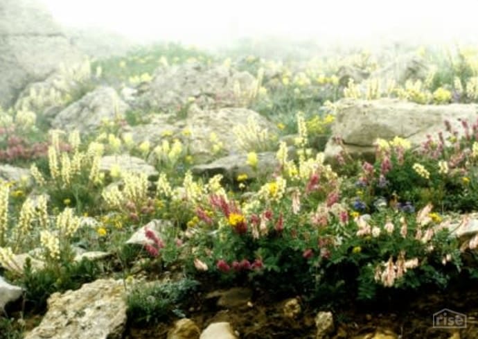 The Benefits of Native Plants