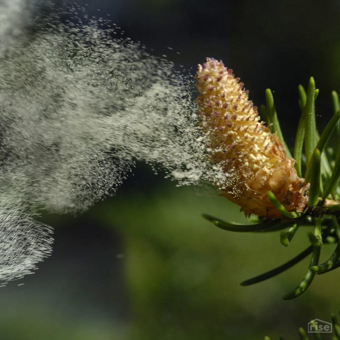 Healthy Gardens for Allergy Sufferers