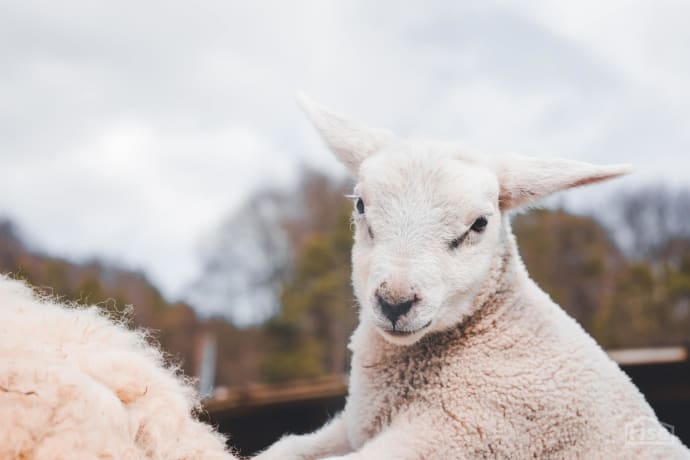 Insulating Homes With Sheep Wool