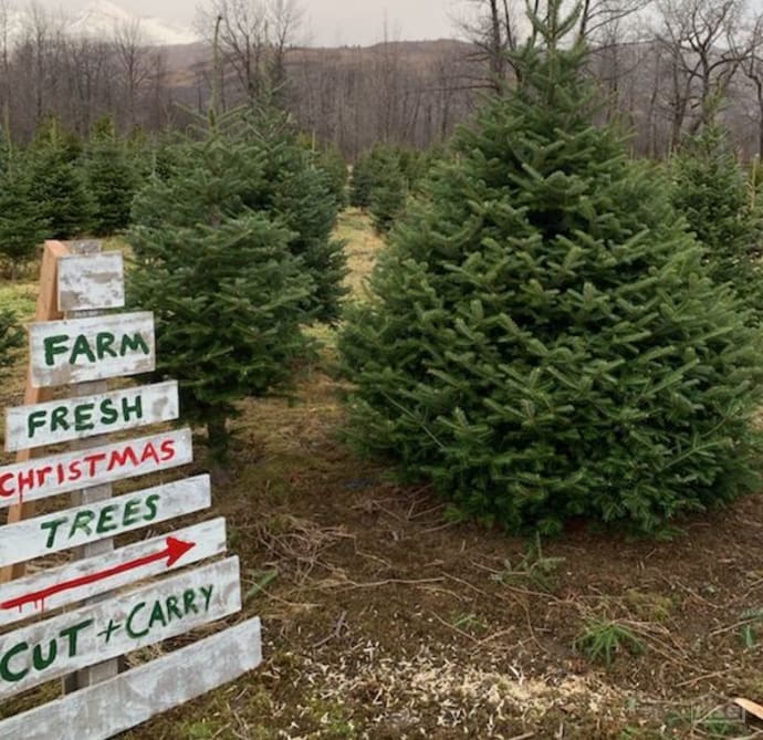 How to Take Climate Action at Home this Holiday Season