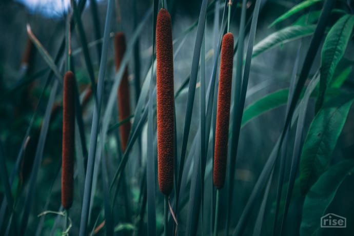 Sustainable Landscaping with a Mini Wetland