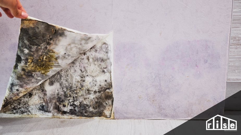 Mold Remediation: The Ultimate Guide