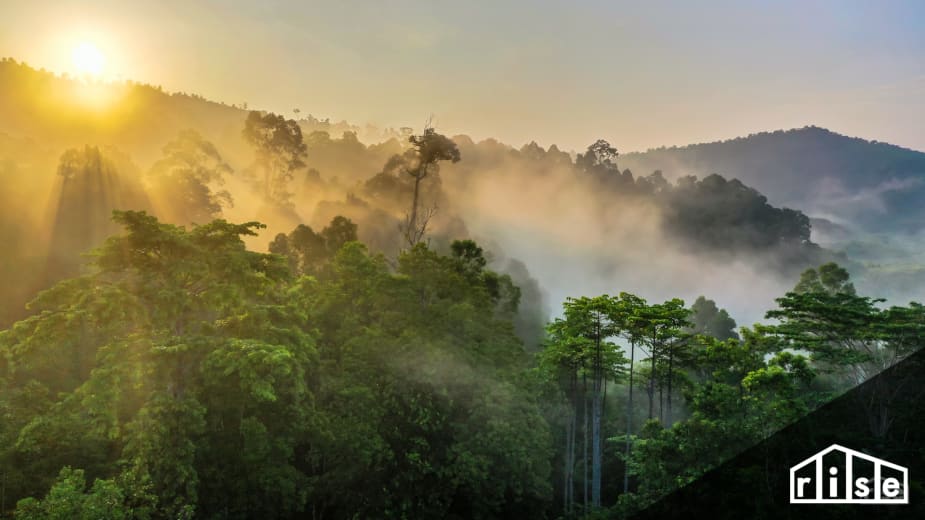 Trees: A Tool to Fight Climate Change