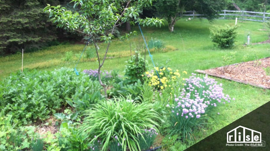 Fruit Tree Guilds for Your Backyard's Resilience