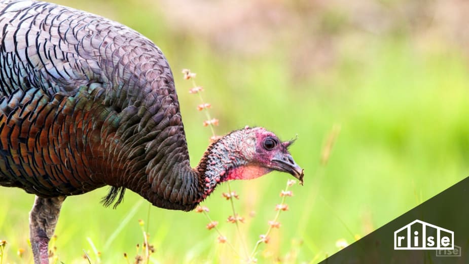 Sustainable Turkey: How Thanksgiving Dinner Choice Help Biodiversity
