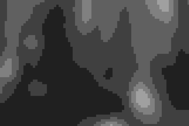 Your Guide to the Most Durable Wood Species for Outdoor Use