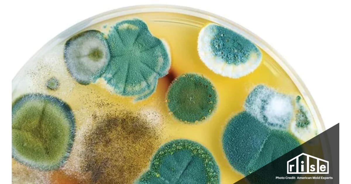 How To Stop Mold From Growing In Your Home