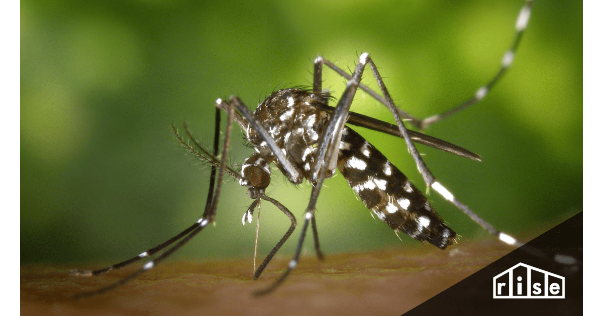Natural and Chemical-Free Mosquito Control