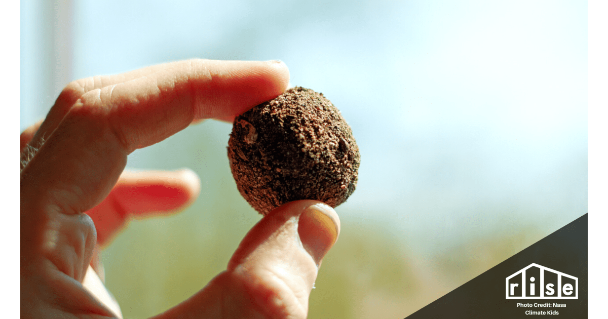 Seed Balls: A DIY Guide
