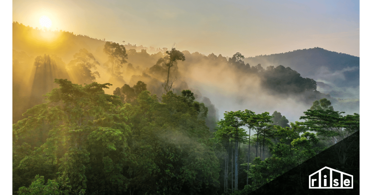 Trees: A Tool to Fight Climate Change