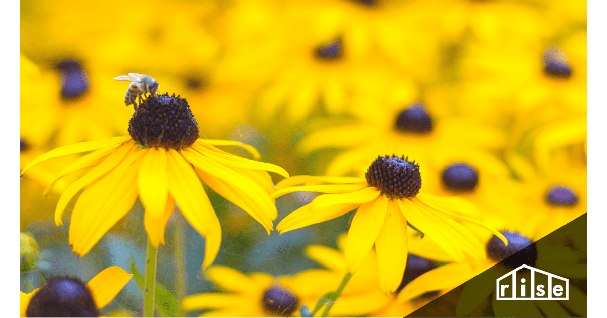 What Is a Bee Lawn and How to Care for It?