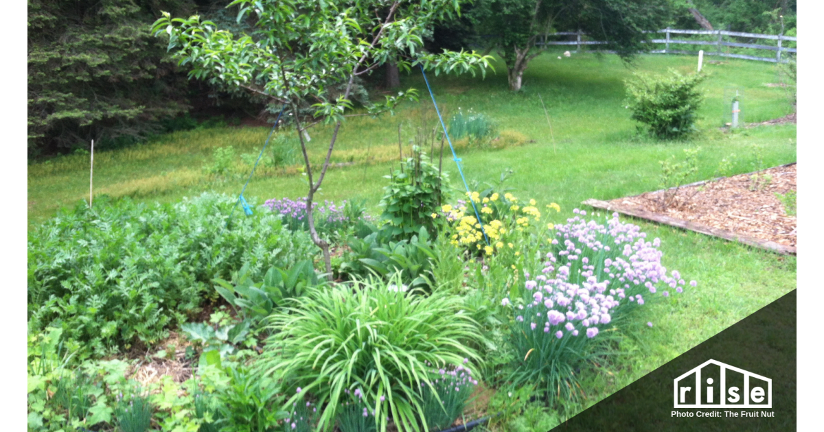 Fruit Tree Guilds for Your Backyard's Resilience