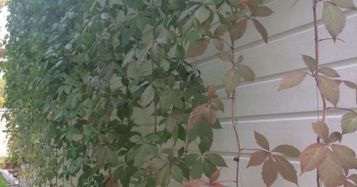 Rise | Downtown Modern Exterior Side with Vines by Earthworks Landscape ...